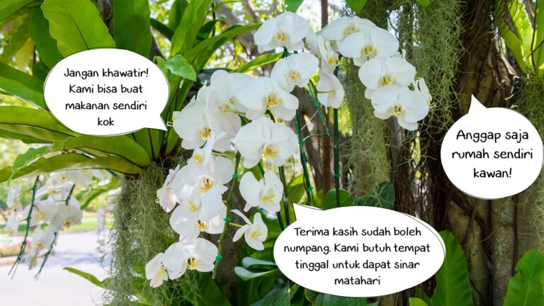 Simbiosis, Hubungan yang Unik di Ekosistem - SainsPop Junior