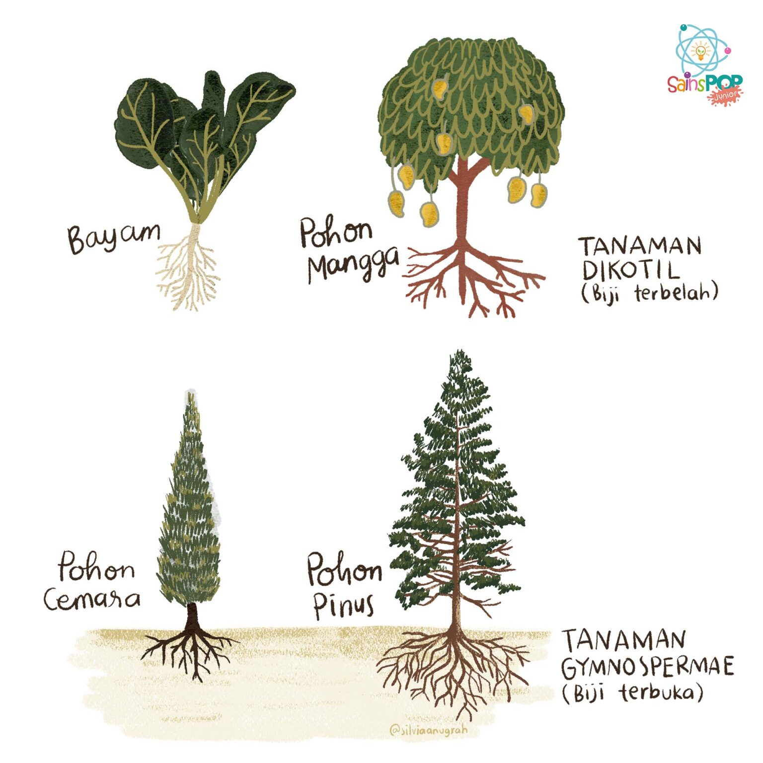 Ada Akar Tunggang dan Akar Serabut, Bedanya Apa Sih? - SainsPop Junior