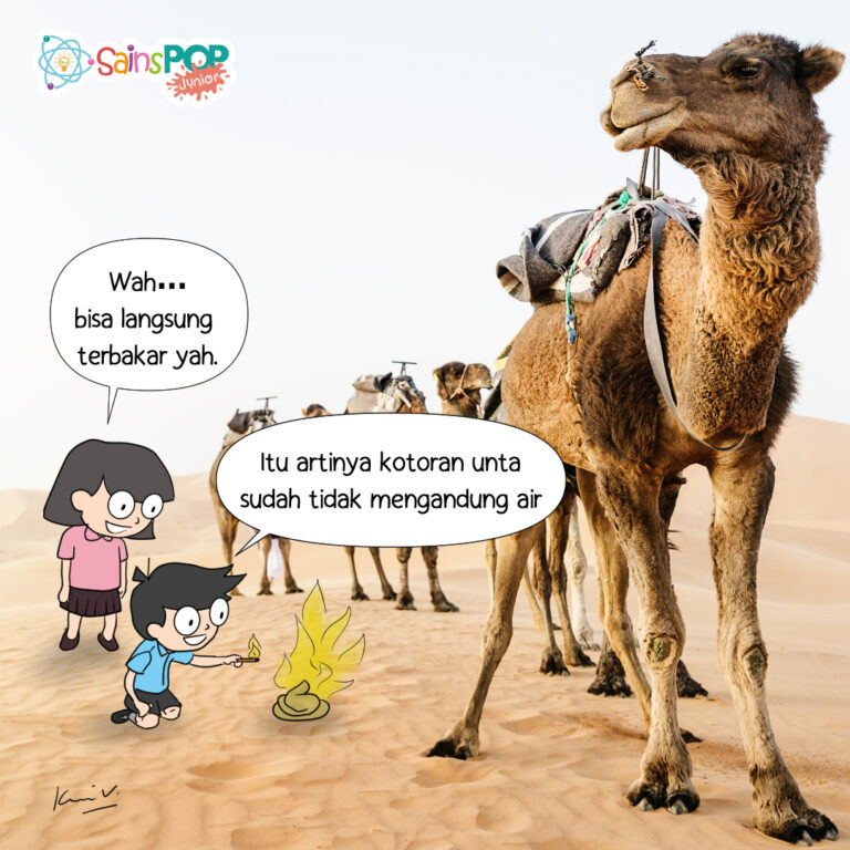 Lima Cara Adaptasi Unta, Sang Kapal Gurun - SainsPop Junior