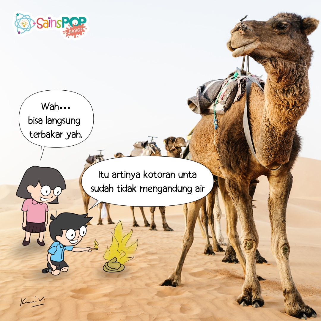 Lima Cara Adaptasi Unta, Sang Kapal Gurun - SainsPop Junior
