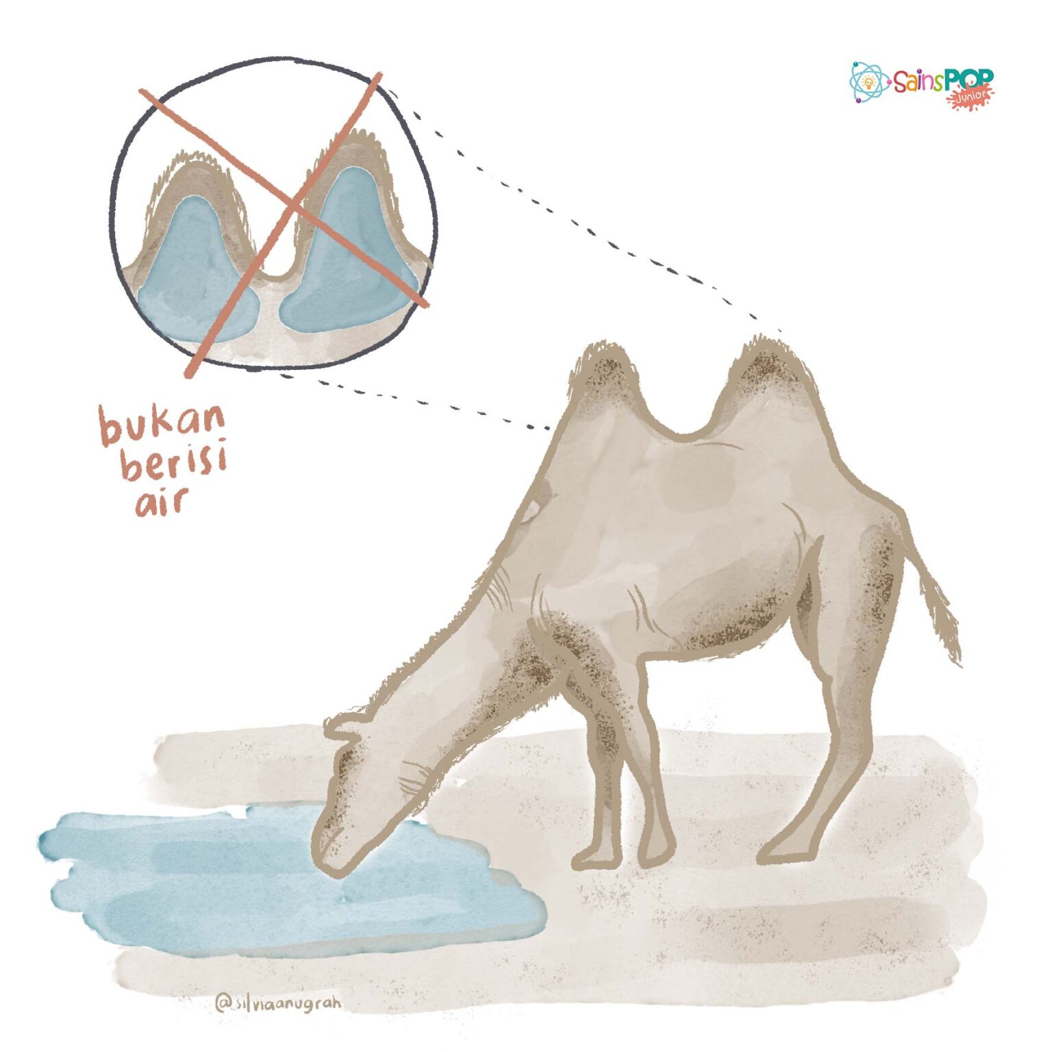 Lima Cara Adaptasi Unta, Sang Kapal Gurun - SainsPop Junior