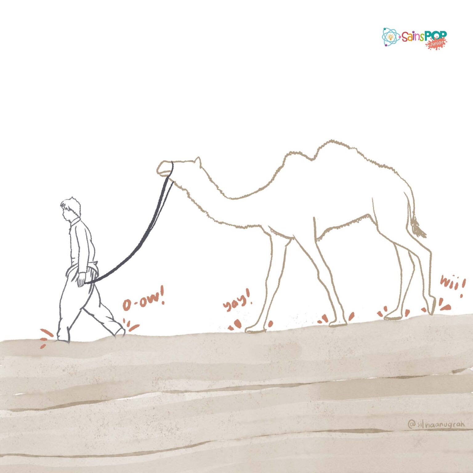 Lima Cara Adaptasi Unta, Sang Kapal Gurun - SainsPop Junior