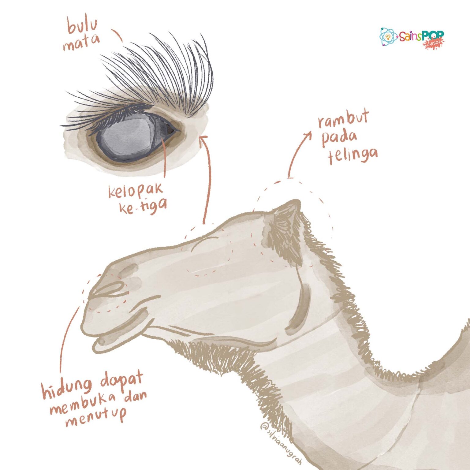 Lima Cara Adaptasi Unta, Sang Kapal Gurun - SainsPop Junior