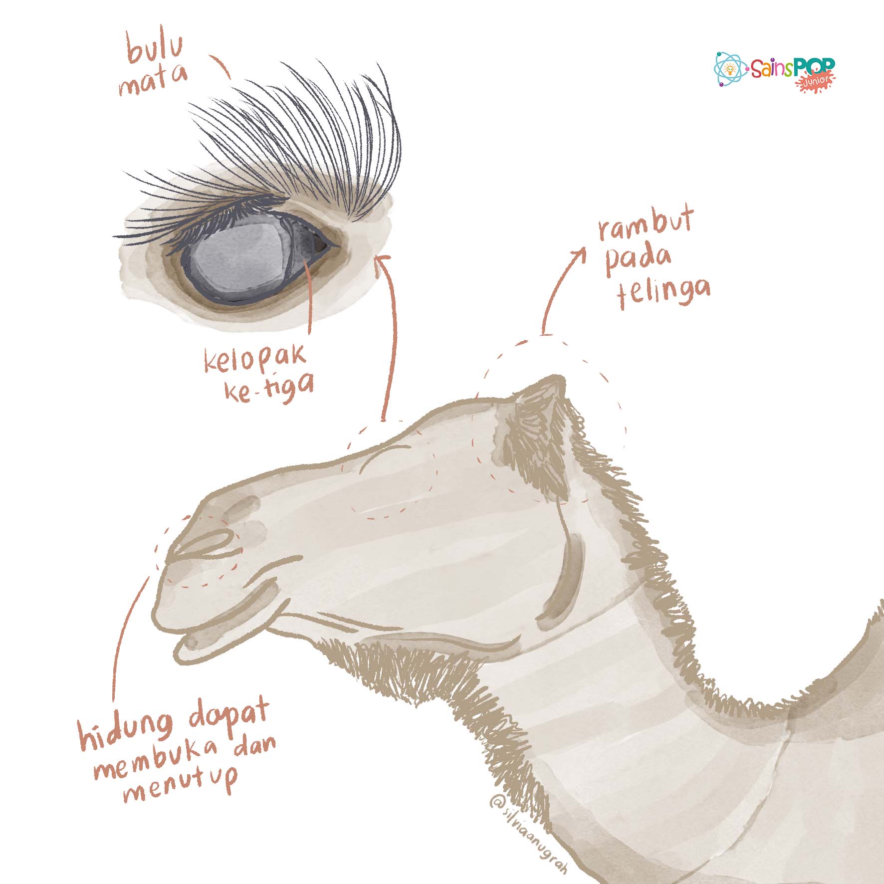 Lima Cara Adaptasi Unta, Sang Kapal Gurun - SainsPop Junior